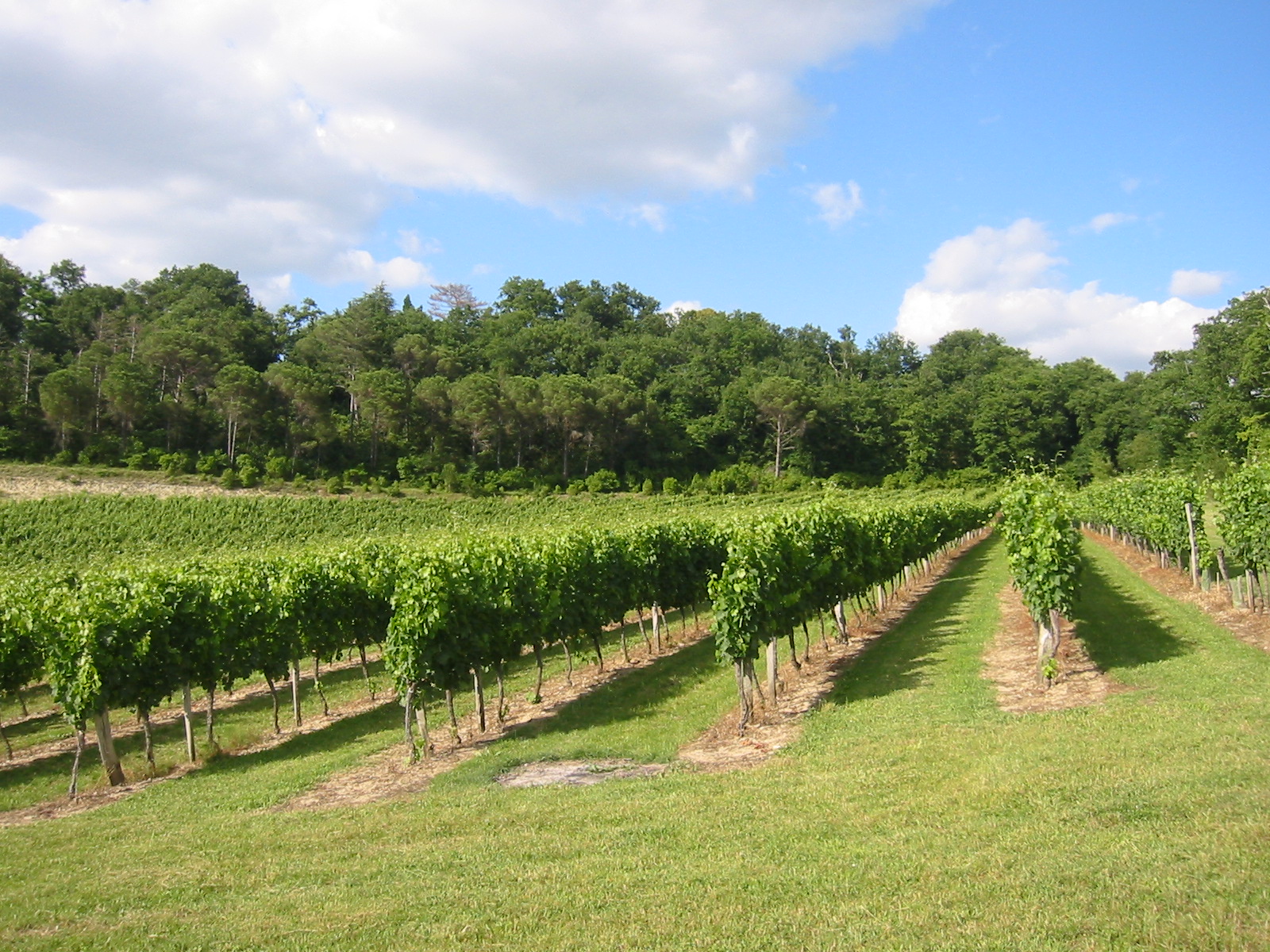 Le Vignoble – Donjon de Bruignac